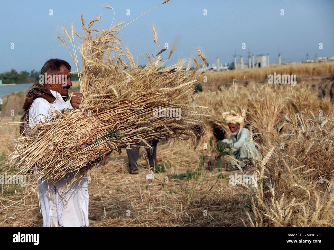 Farmers harvest wheat in Islamabad, Pakistan, Sunday, April 24, 2022 ...