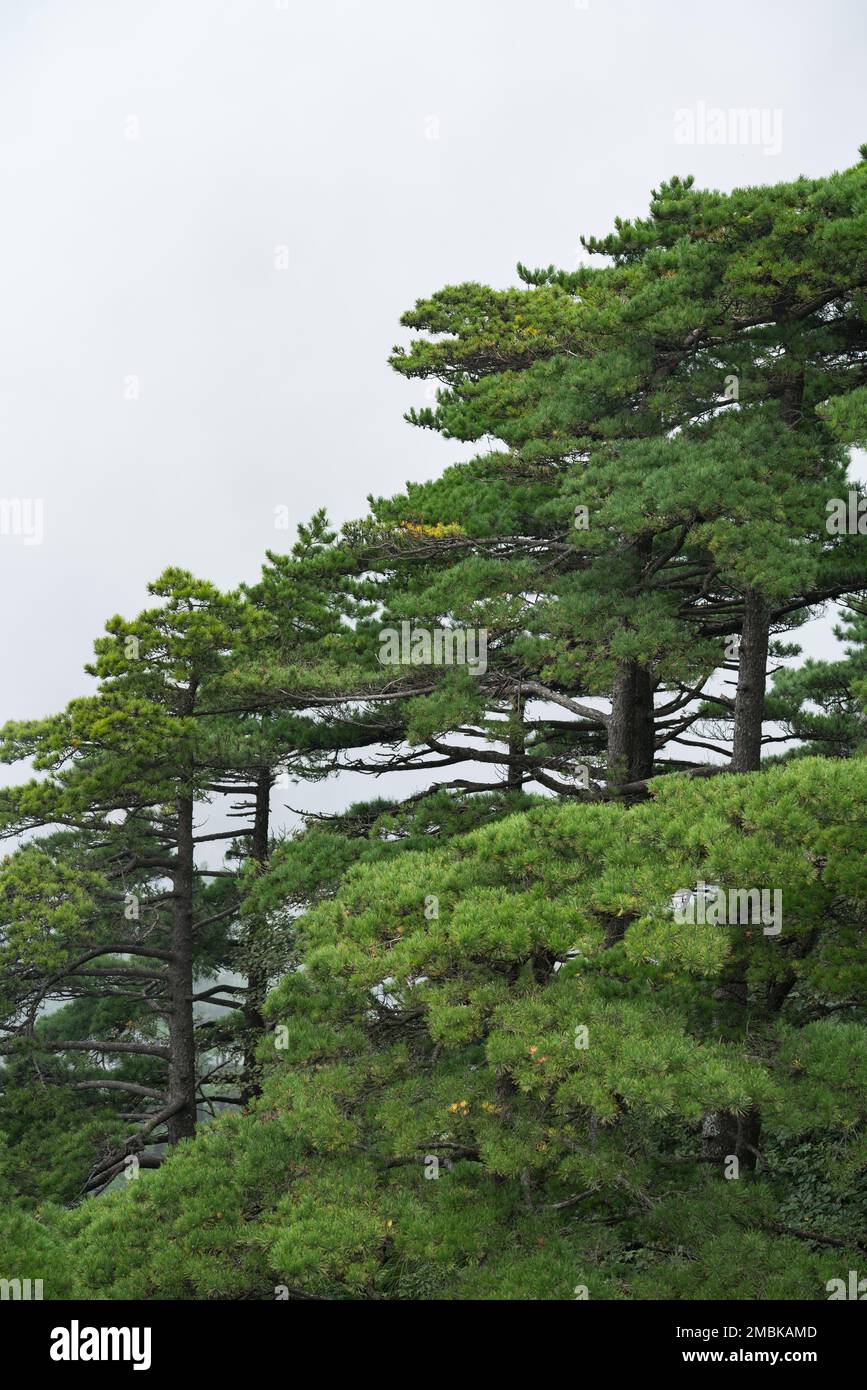 Anhui huangshan mountain scenery Stock Photo - Alamy