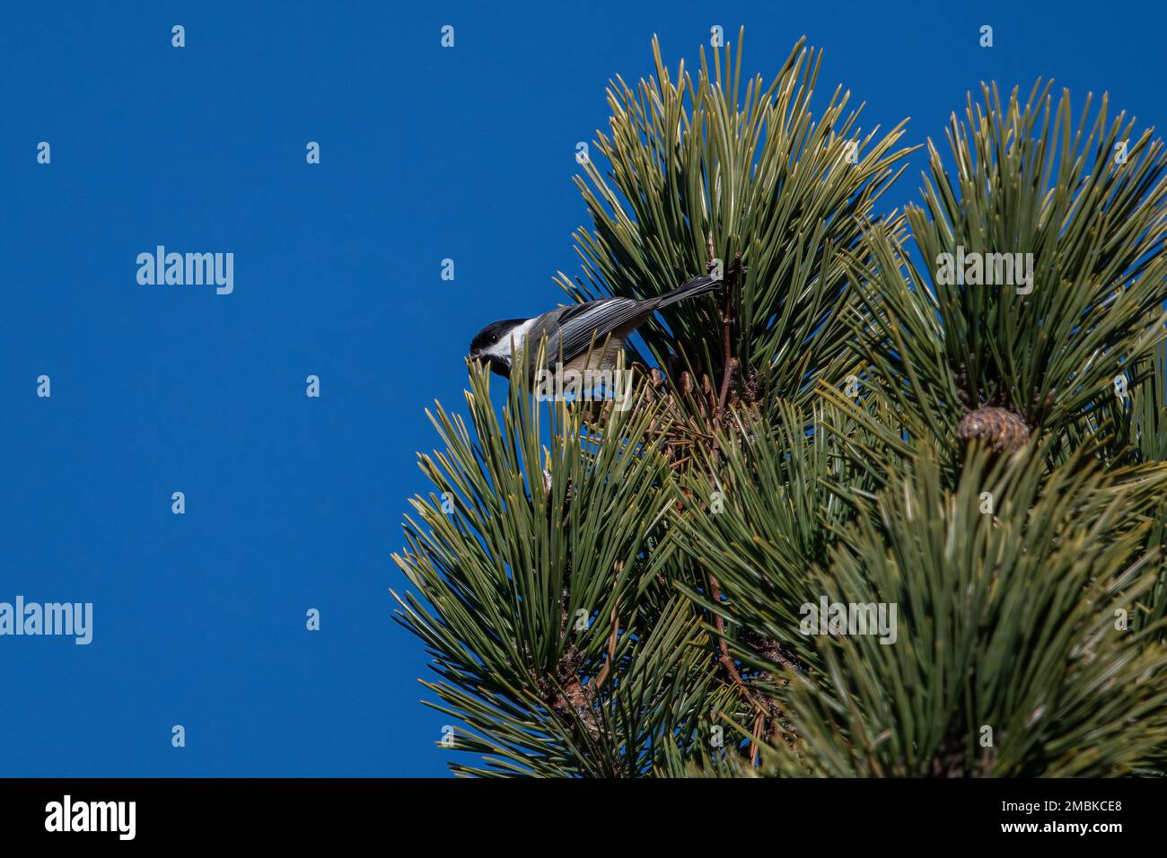 A black capped chickadee atop a pine tree Stock Photo - Alamy