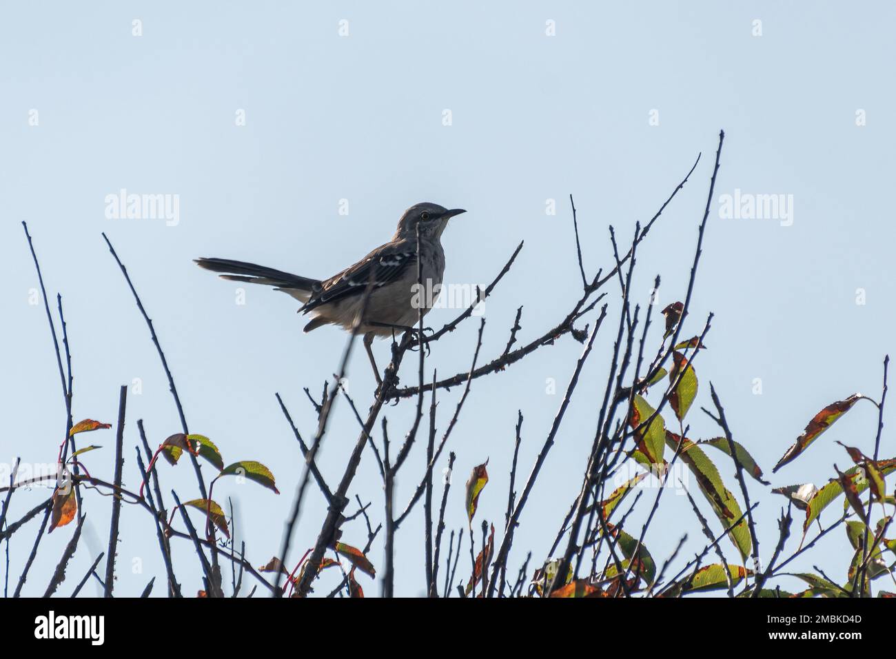 A Northern Mockingbird on Small Branch Stock Photo - Alamy