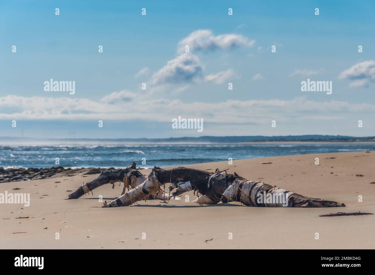 A birch tree washed up on Plum Island beach Stock Photo - Alamy