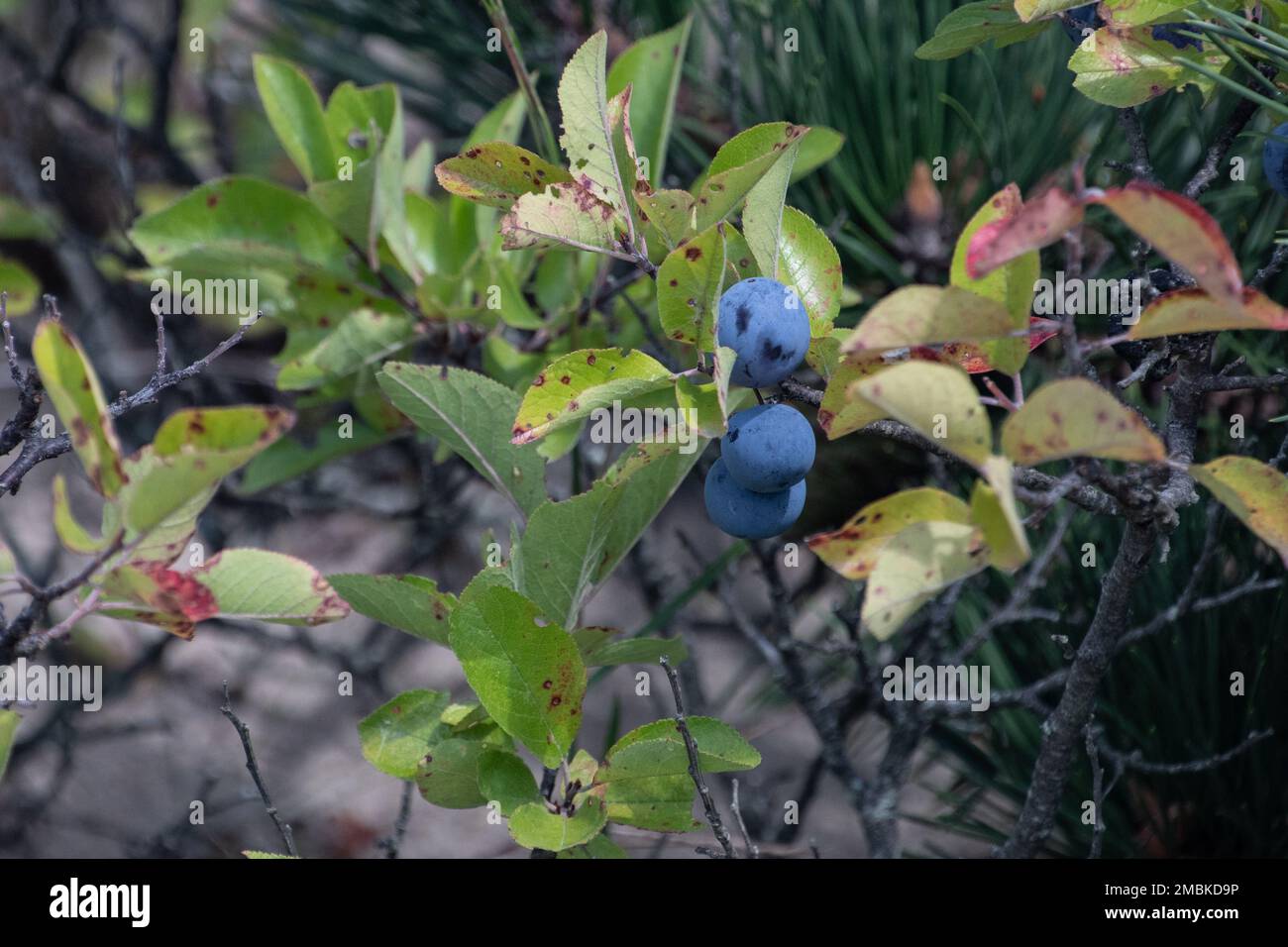 Wild blueberries along the Atlantic Coast Stock Photo - Alamy