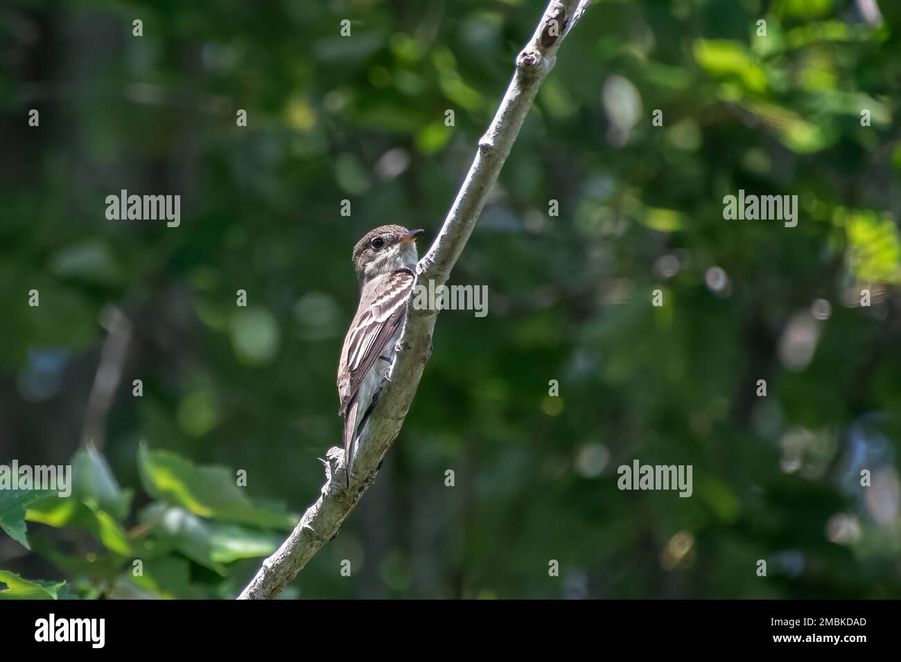 An Eastern Wood Peewee on a tree branch Stock Photo - Alamy
