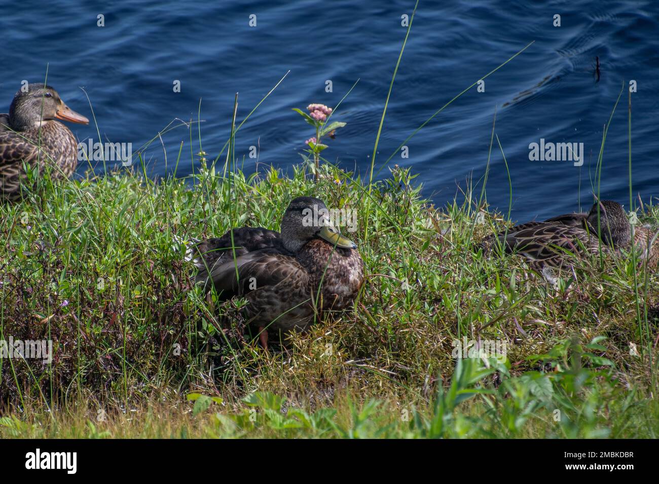 American Black Ducks along the Water Stock Photo - Alamy