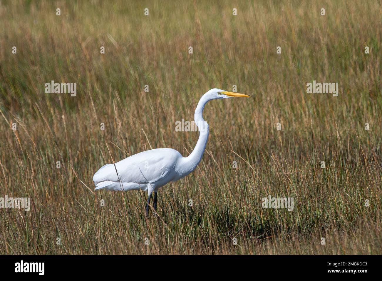 A great egret in the tall grass Stock Photo - Alamy