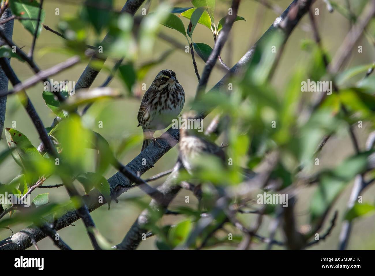 Sparrow in a tree hi-res stock photography and images - Alamy