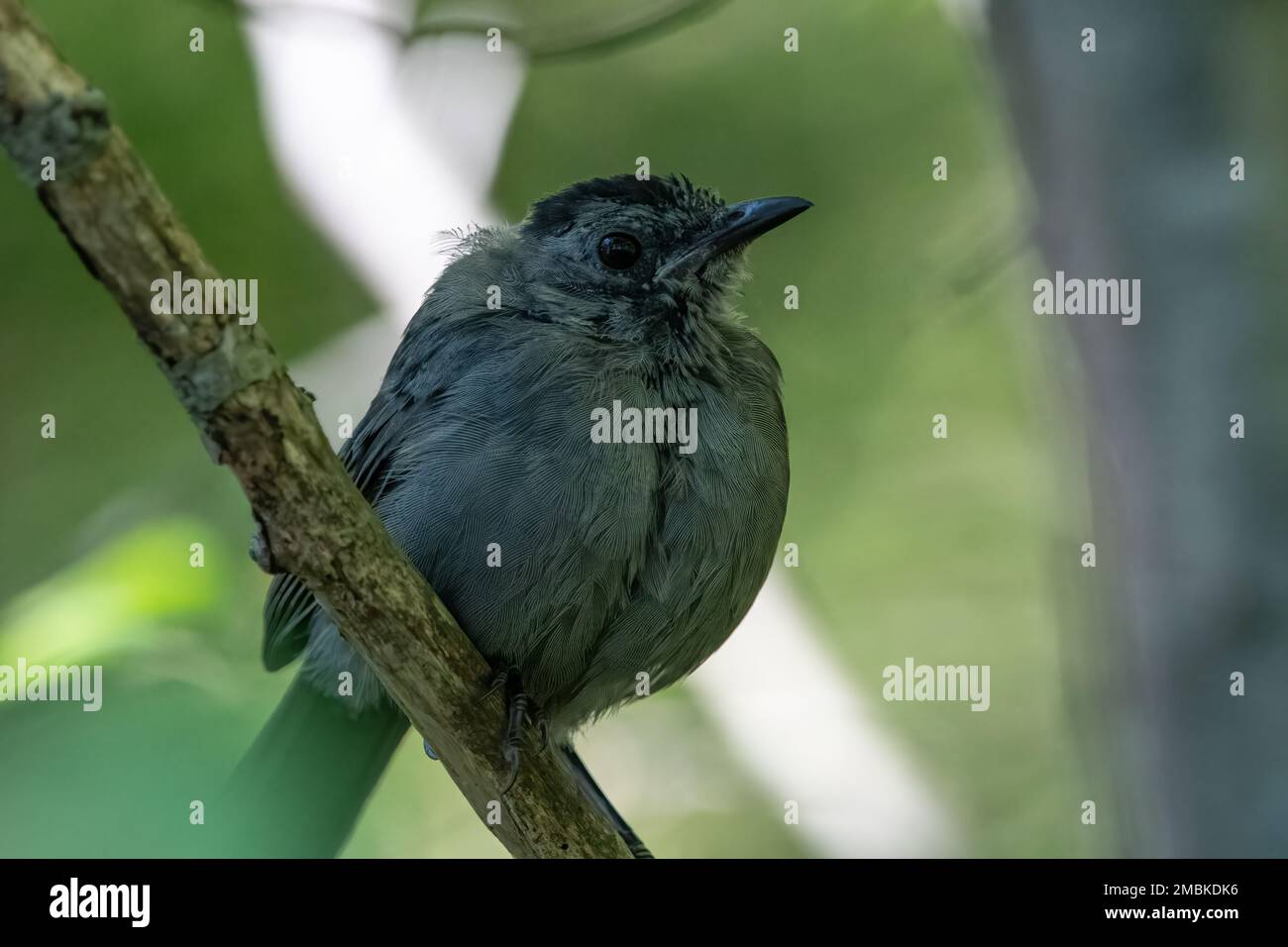 Baby catbird hi-res stock photography and images - Alamy