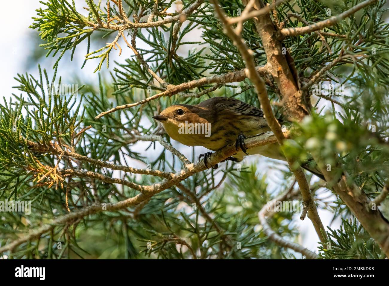 A yellow rumped warbler in a juniper tree in fall plumage. Taken at ...