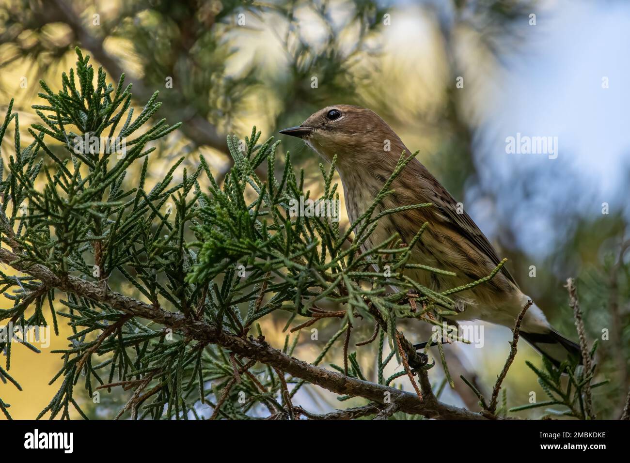 A yellow rumped warbler in a juniper tree in fall plumage. Taken at ...