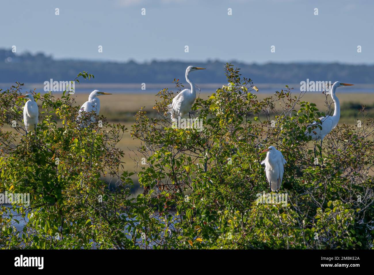 Group of egrets hi-res stock photography and images - Alamy