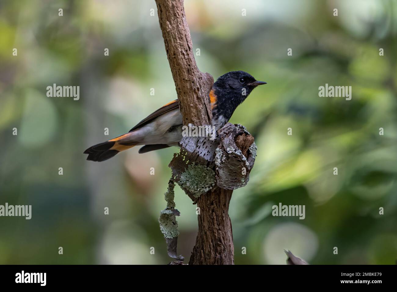 American redstart and beak hi-res stock photography and images - Alamy