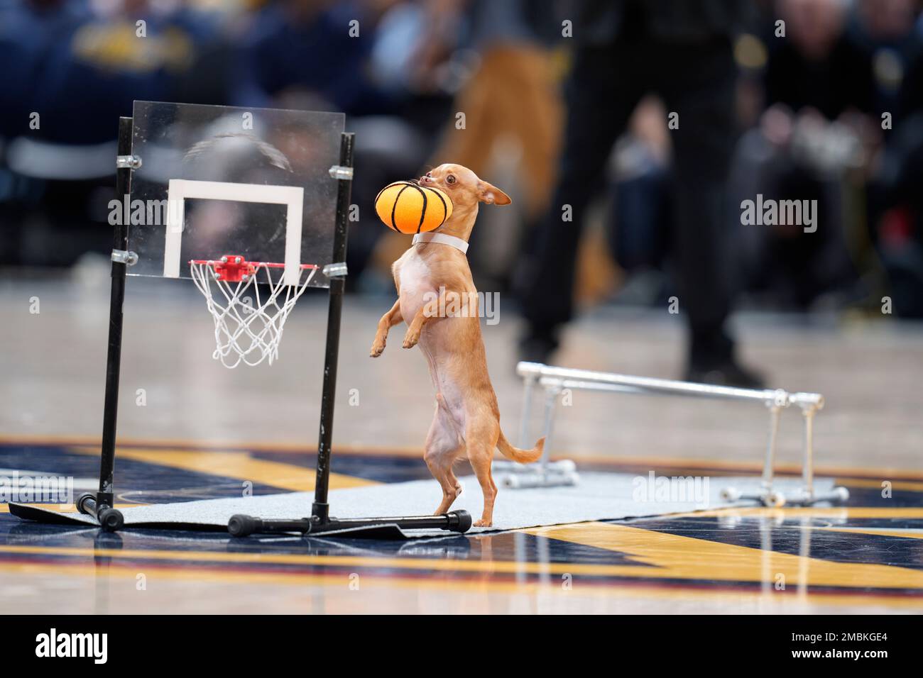 Scooby the Chihuahua dunks a basketball in the second half of Game 3 of ...