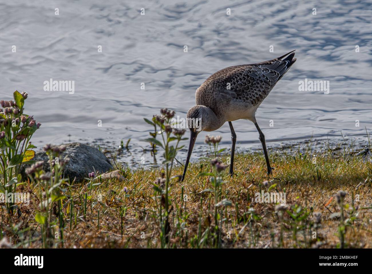 A Hudsonian Godwit on the water edge Stock Photo - Alamy