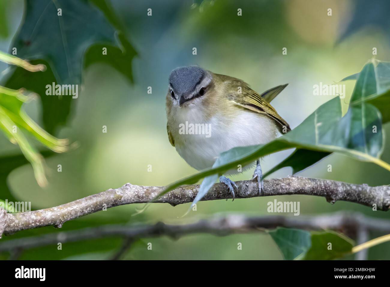 A red eyed vireo on a tree branch Stock Photo - Alamy