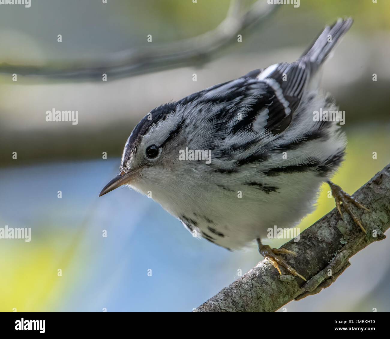 A black and white warbler close up Stock Photo - Alamy