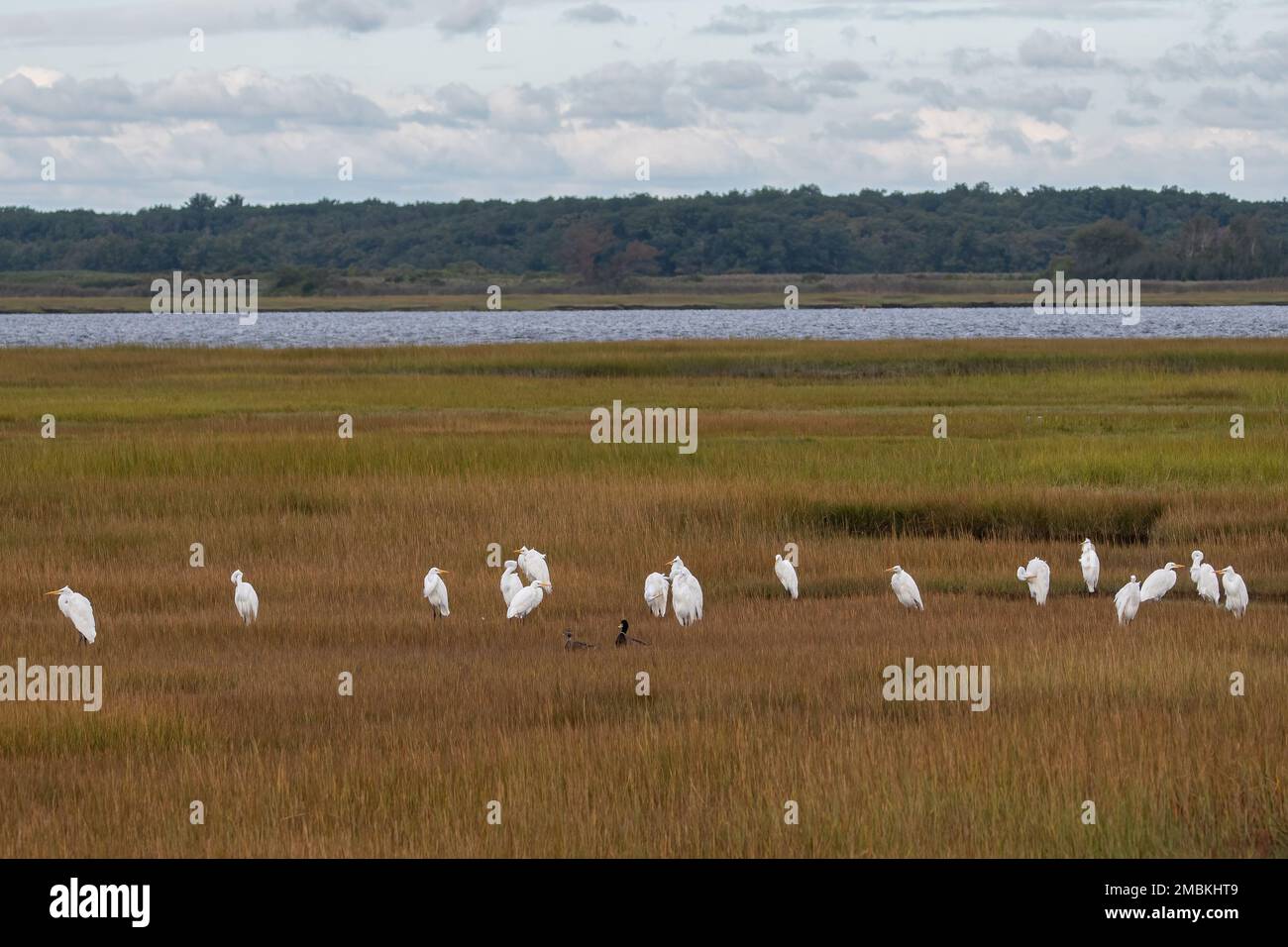 A group of Great Egrets in the marsh with pair of mallards Stock Photo ...