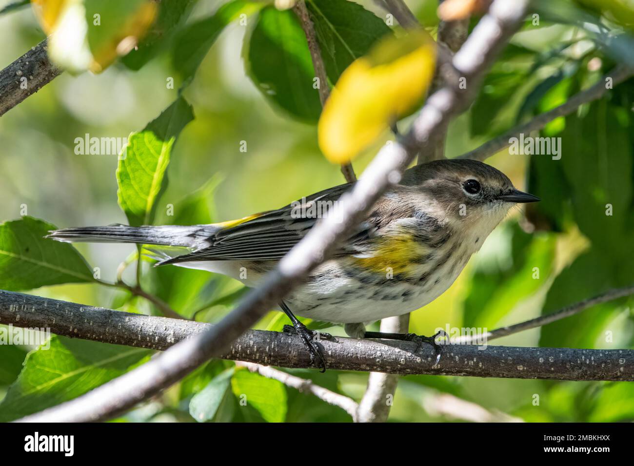 A yellow rumped warbler in fall plumage on a tree branch from the side ...