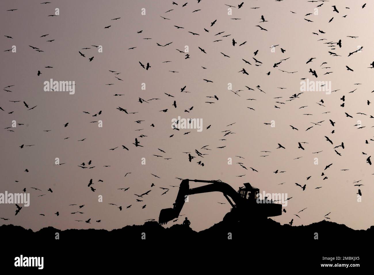 Birds fly around as an earthmover sorts garbage at the Ghazipur garbage ...