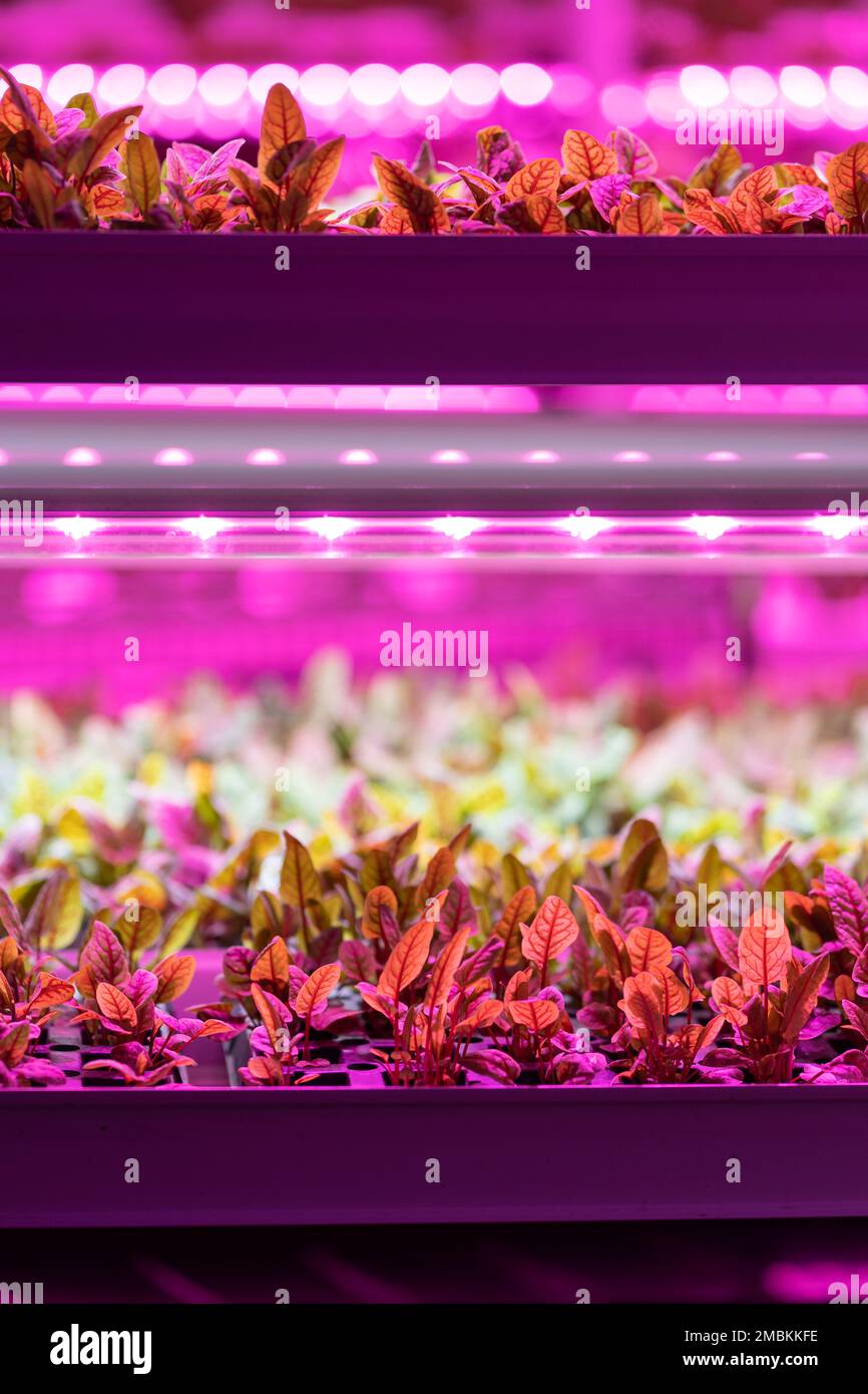 Seedlings of chard growing in hothouse under purple LED light ...