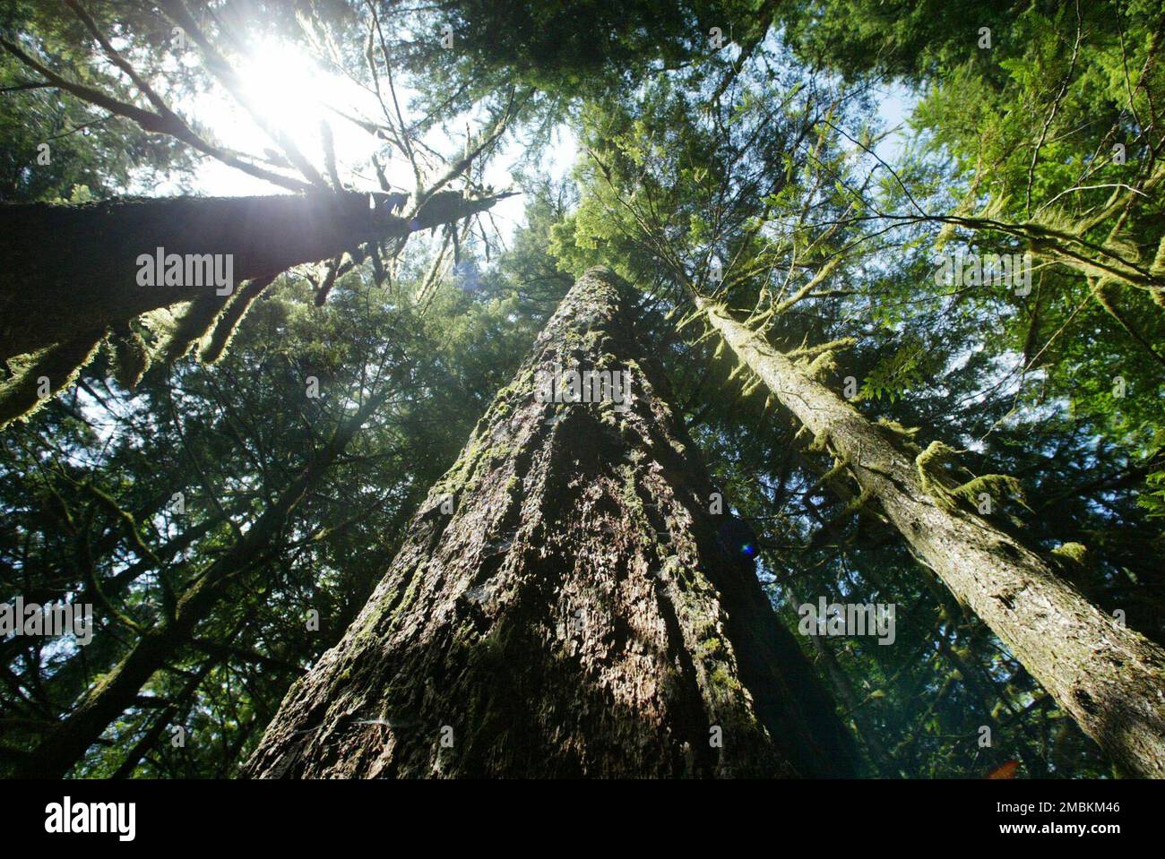 FILE - Old growth Douglas fir trees stand along the Salmon river Trail ...