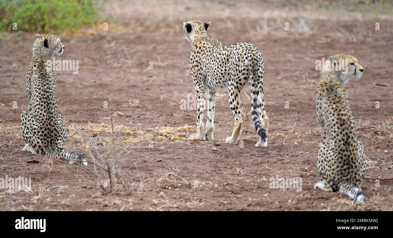 A group of five female Cheetahs (mother and her juveniles) hunting for ...