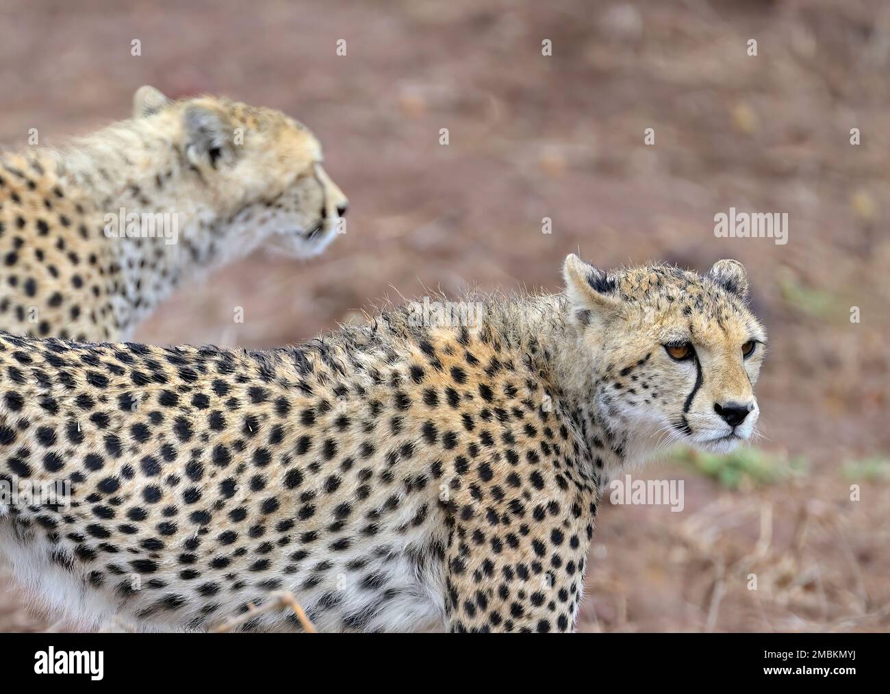 A group of five female Cheetahs (mother and her juveniles) hunting for ...
