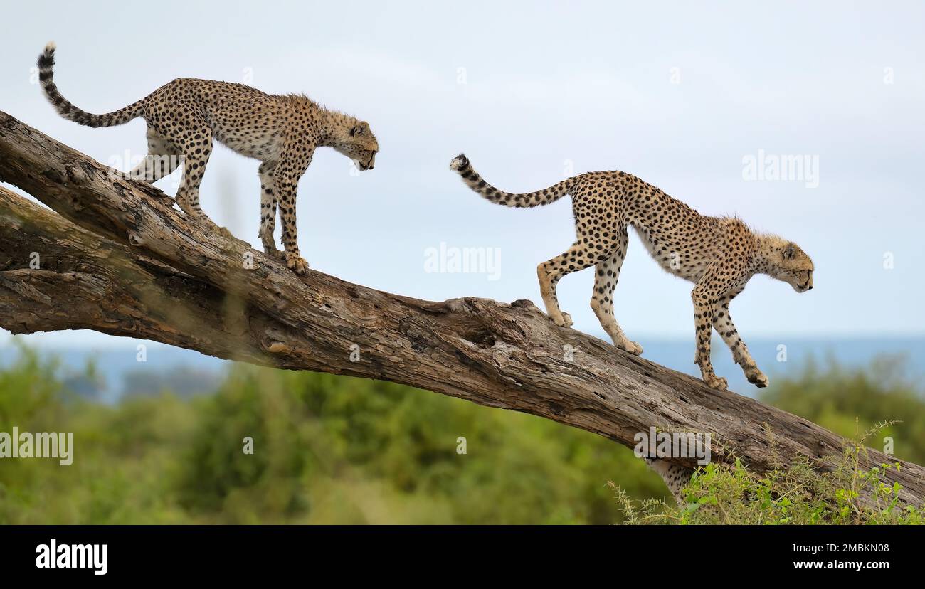 A group of five female Cheetahs (mother and her juveniles) hunting for ...