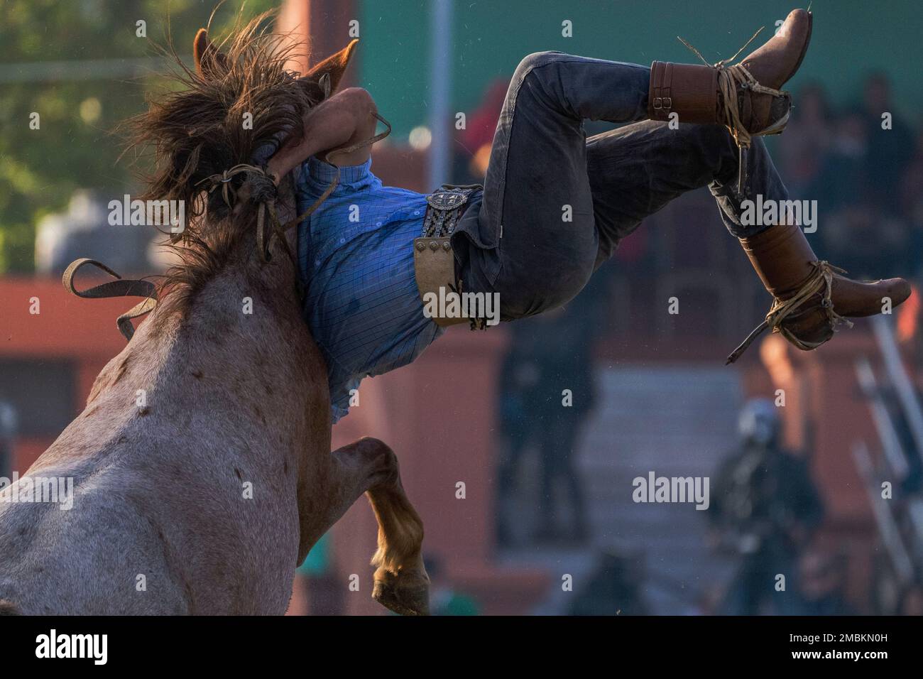 A gaucho hangs on for dear life as he is bucked off by a horse during ...