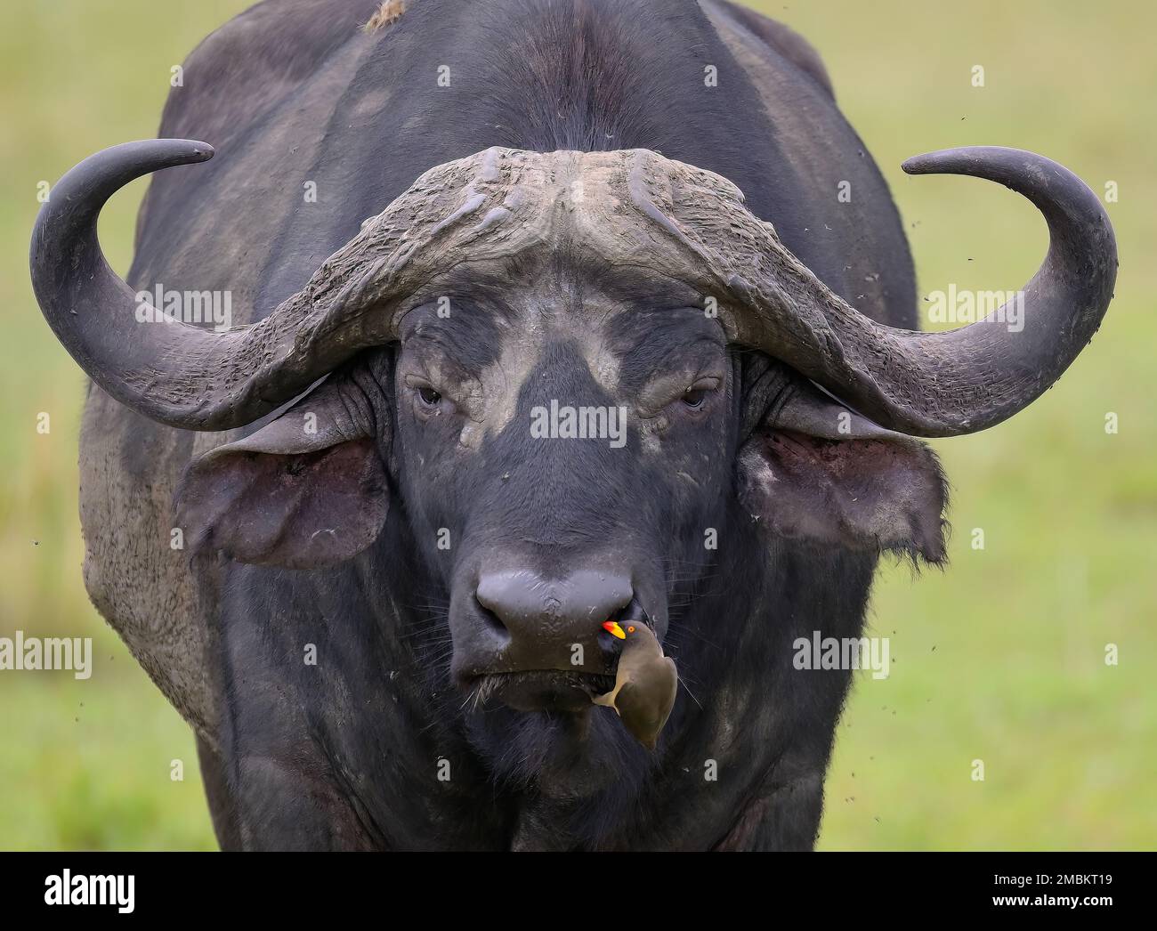 Iconic Safari in the epic Masai Mara, Narok Kenya KE Stock Photo - Alamy