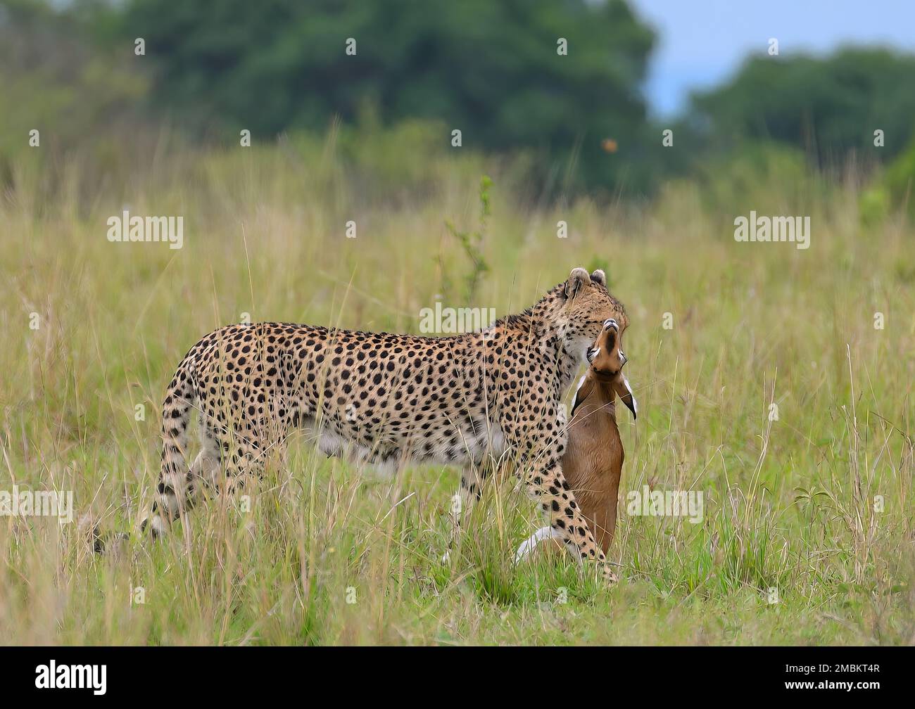A female Cheetah (Acinonyx jubatus) and her weeks old cub hunting a ...