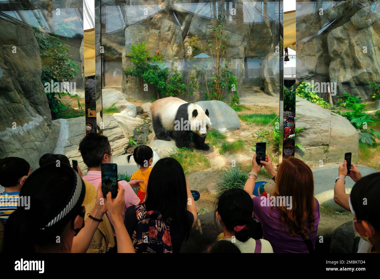 Visitors take photographs of a giant panda at the Ocean Park, Thursday ...