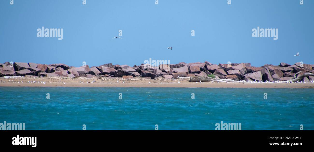 Largest tern species hi-res stock photography and images - Alamy