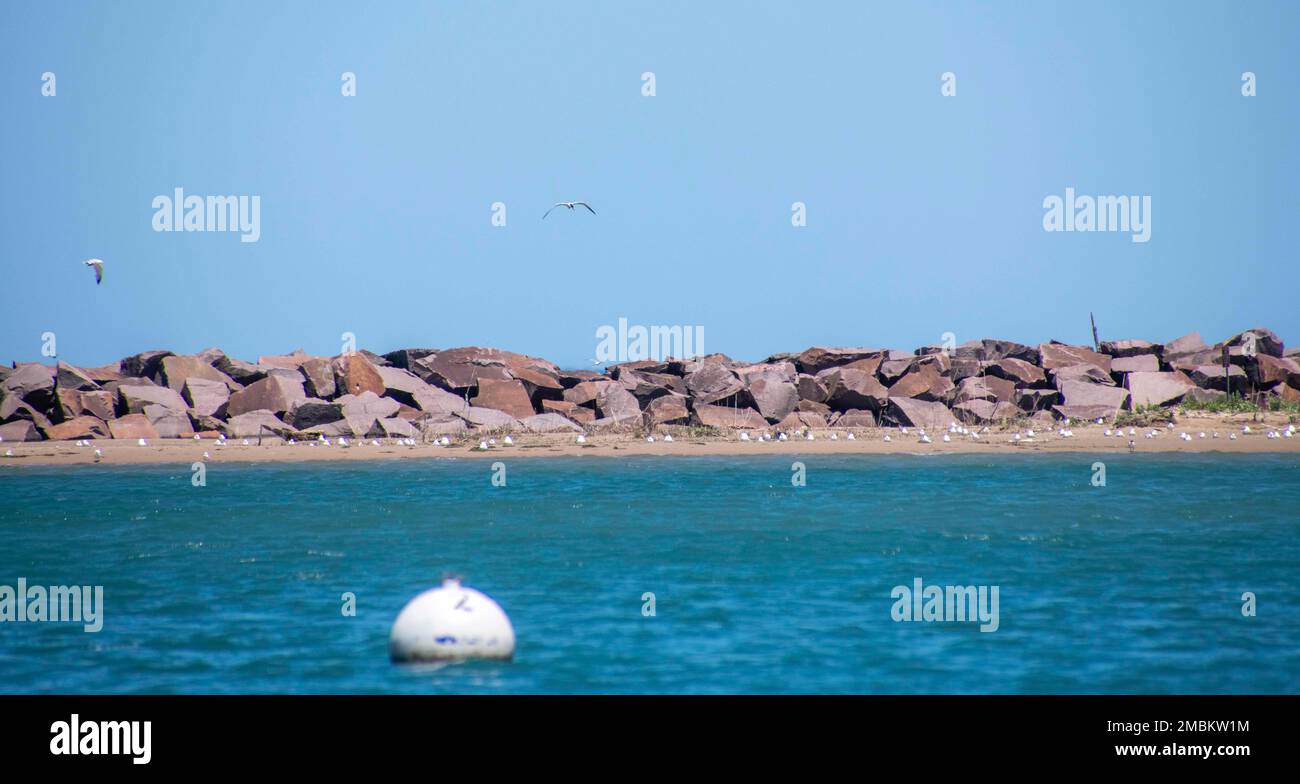 Largest tern species hi-res stock photography and images - Alamy