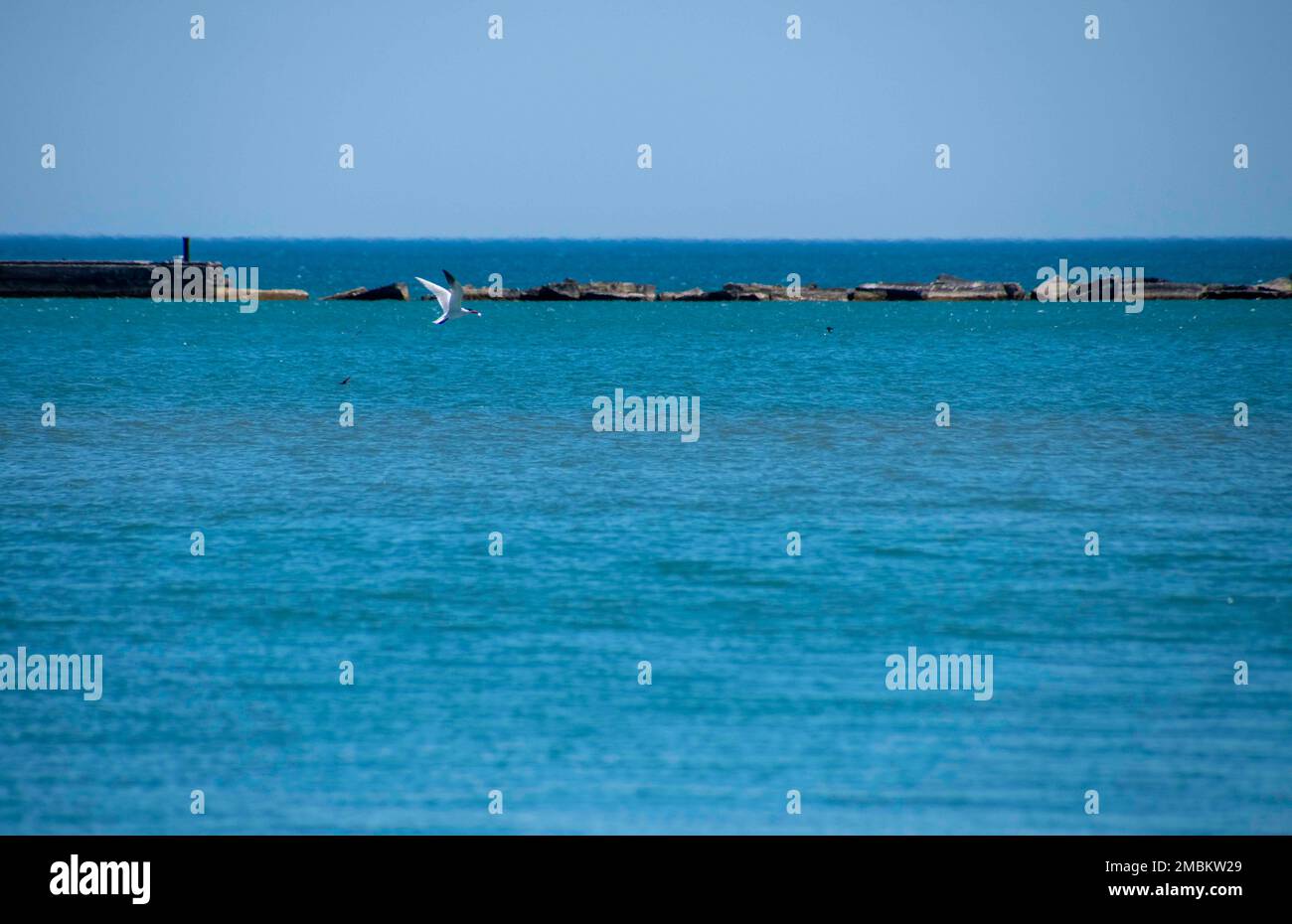Largest tern species hi-res stock photography and images - Alamy