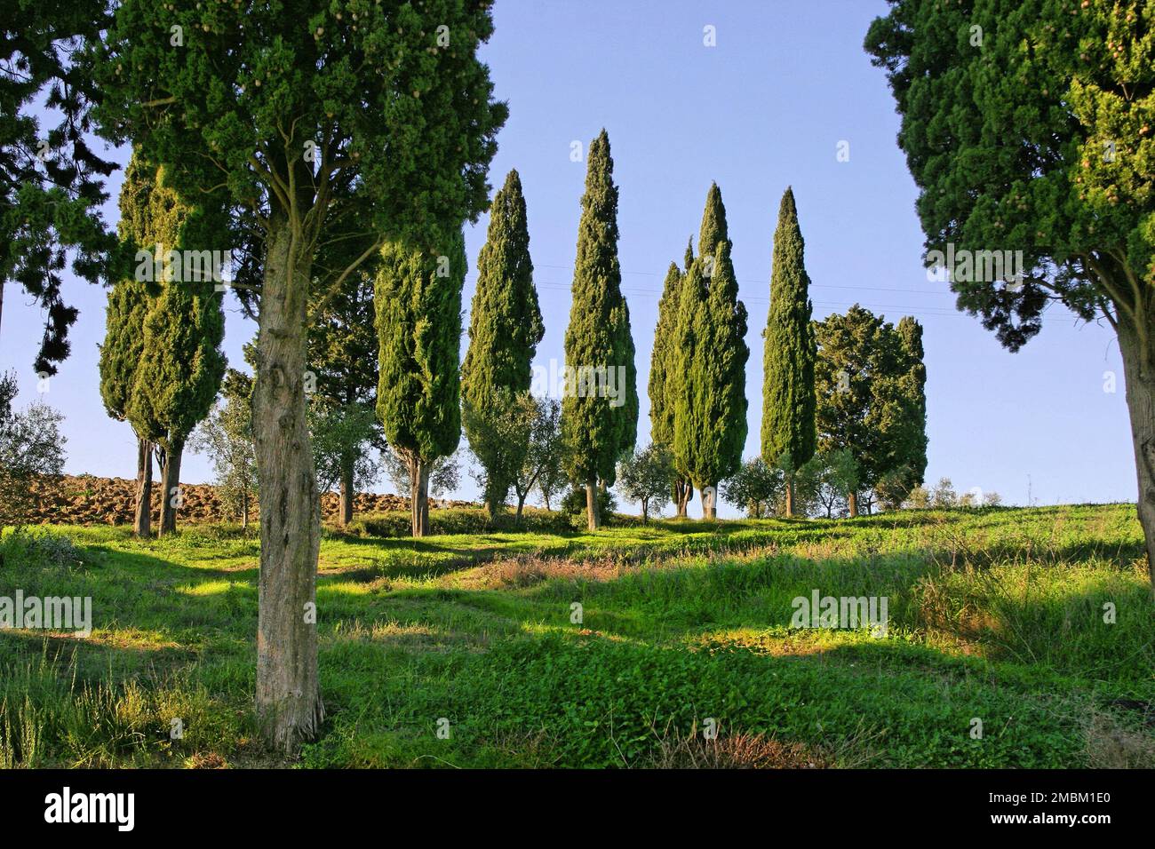 Cypress trees on edge of a green paddock near Monte Amiata, Tuscany ...