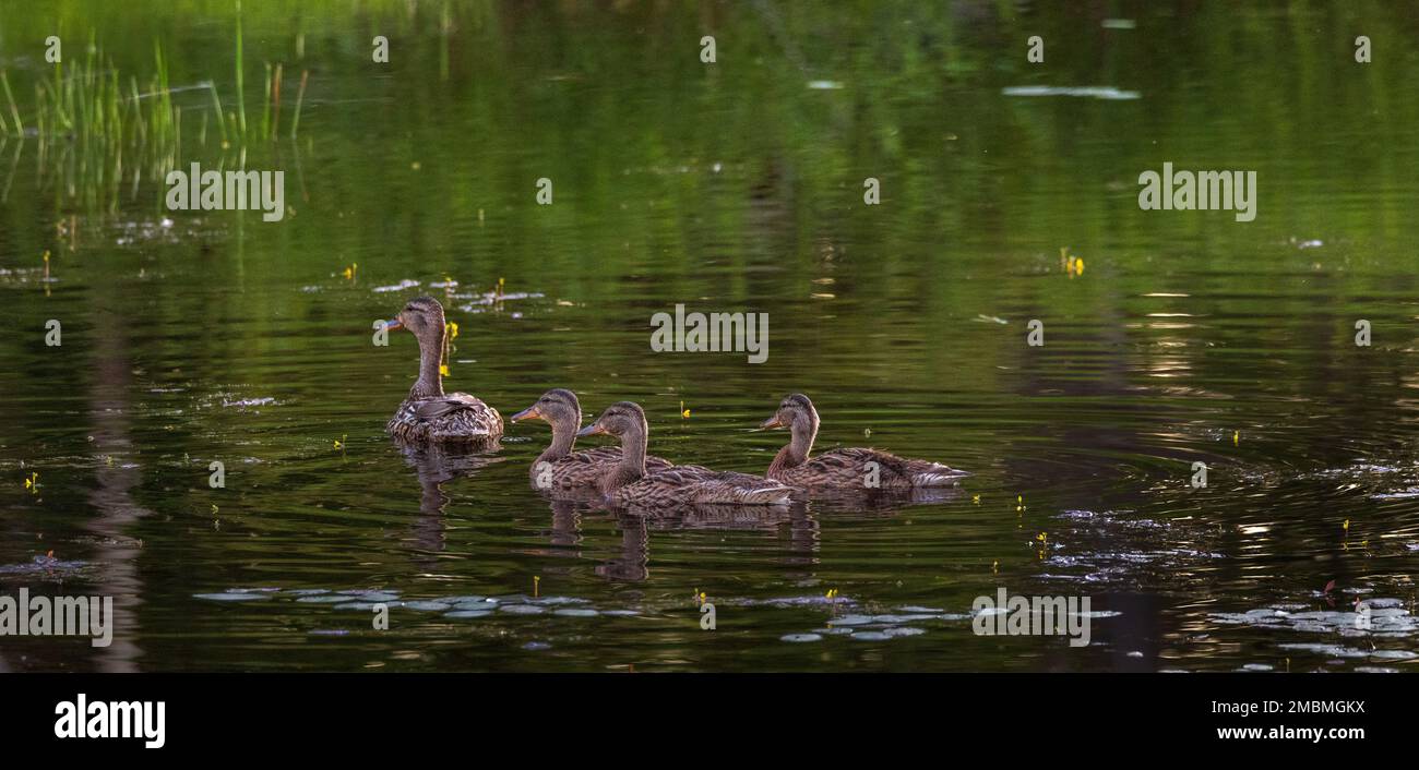 Hen mallard with young in northern Wisconsin Stock Photo - Alamy