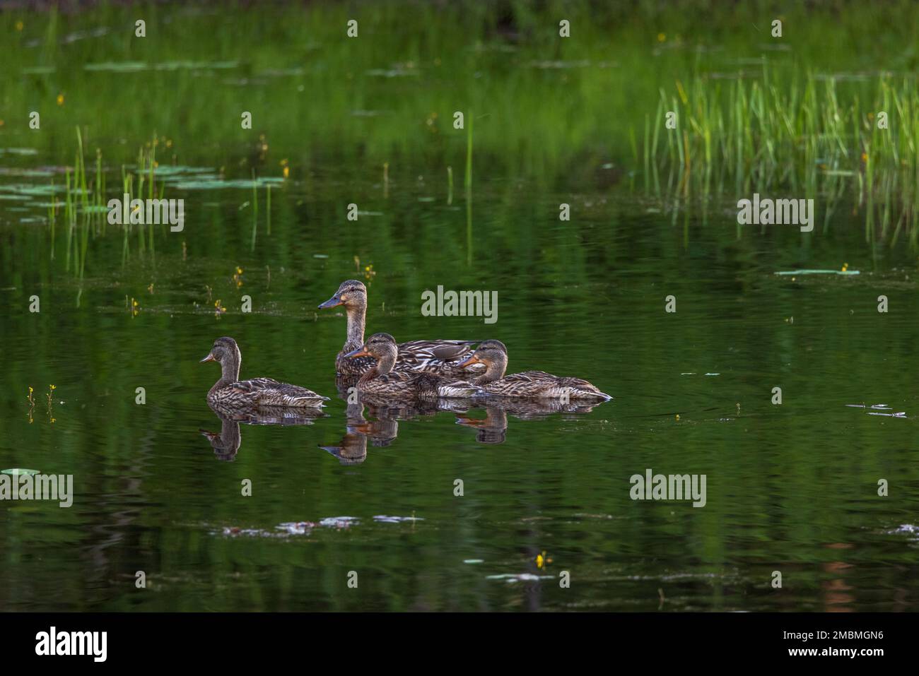 Hen mallard with young in northern Wisconsin Stock Photo - Alamy