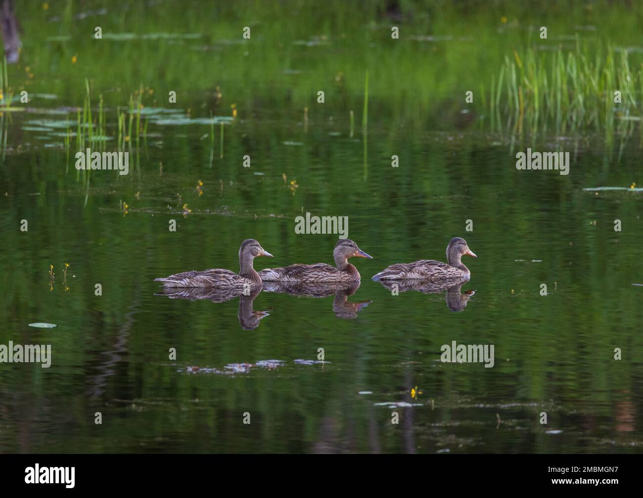 Hen mallard with young in northern Wisconsin Stock Photo - Alamy