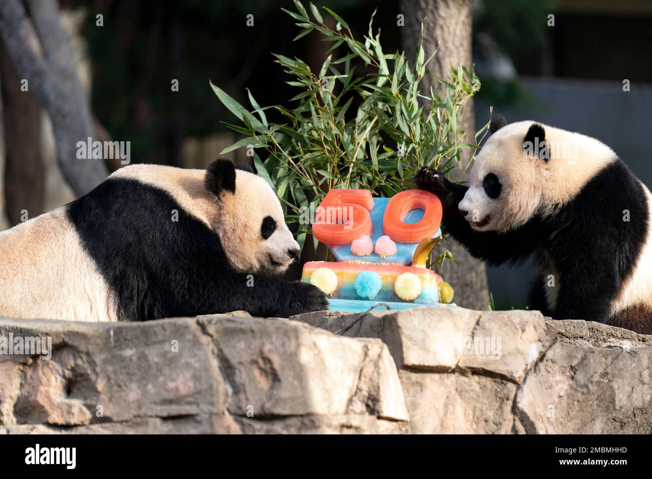 Giant pandas Mei Xiang, left and her cub Xiao Qi Ji eat a fruitsicle ...