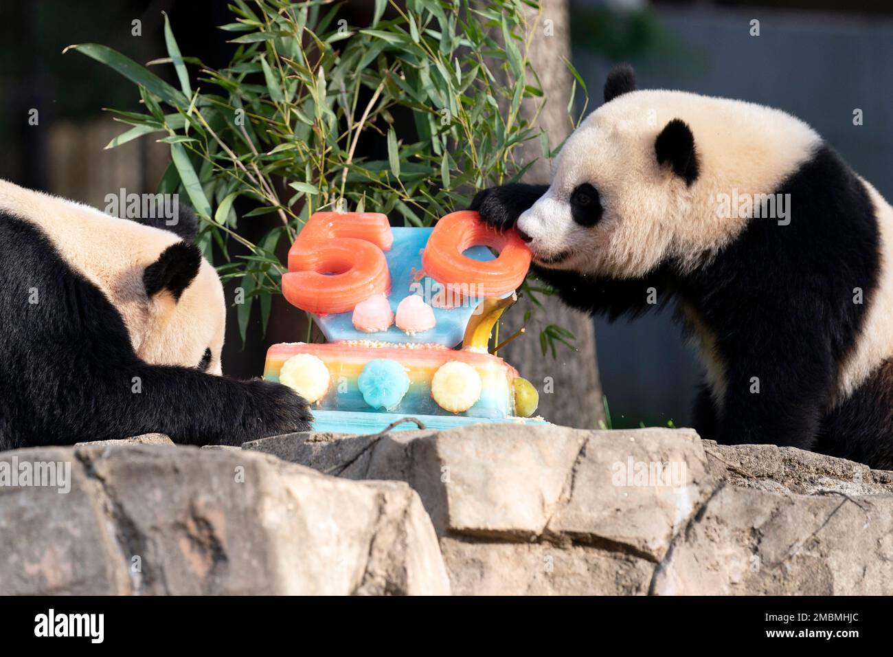 Giant pandas Mei Xiang, left and her cub Xiao Qi Ji eat a fruitsicle ...
