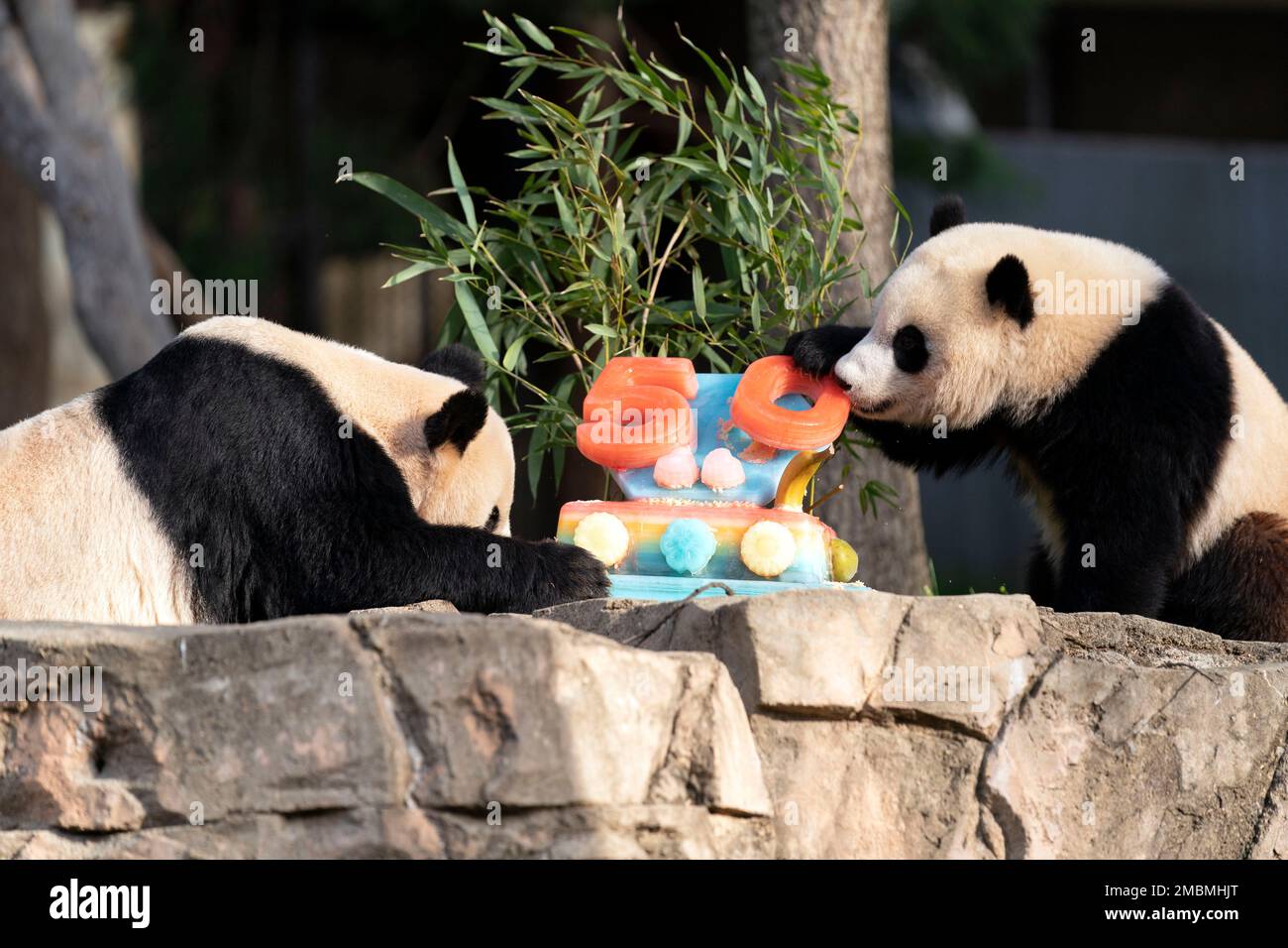Giant pandas Mei Xiang, left and her cub Xiao Qi Ji eat a fruitsicle cake in celebration of the ...