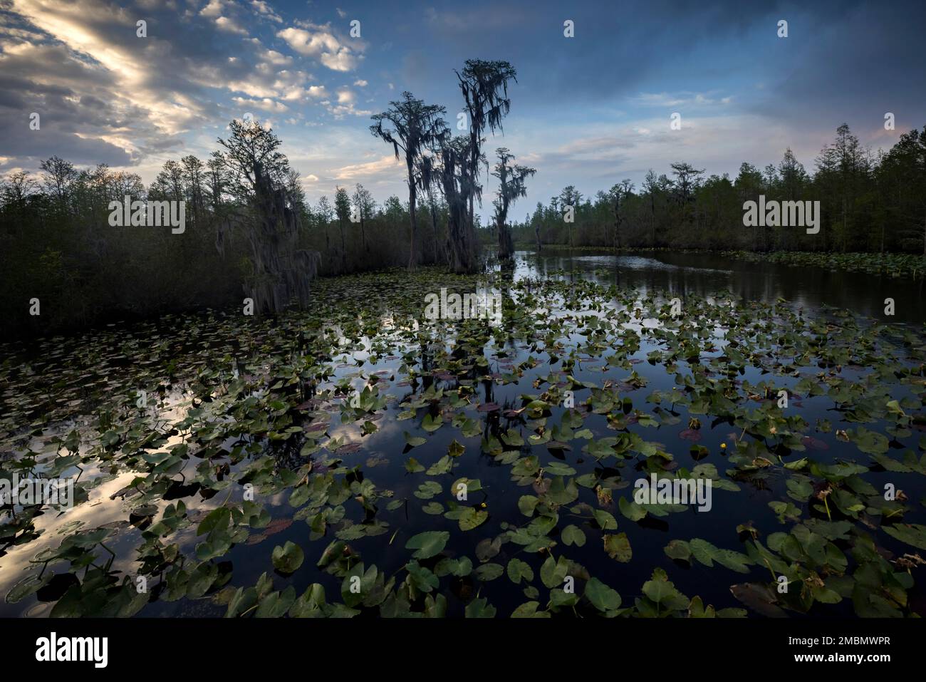 The sunsets over water lilies and cypress trees along the remote Red ...