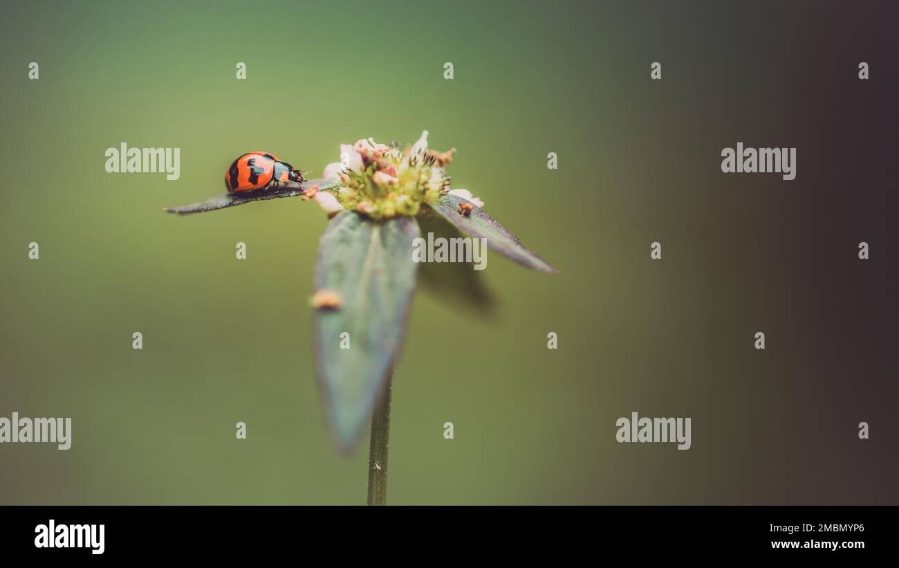Red ladybug sitting on leave and wild flower in morning, Nature blurred ...