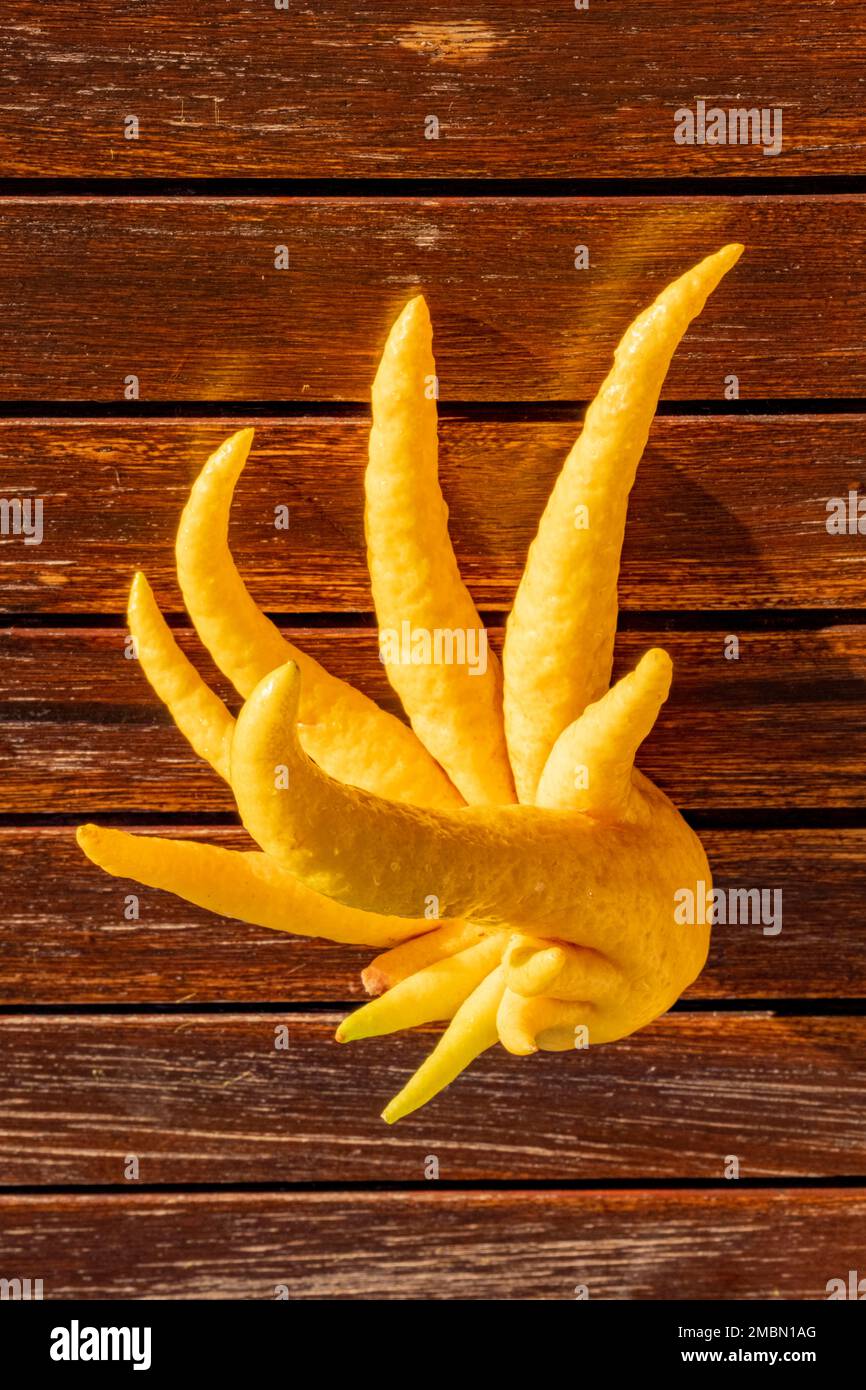 Ripe yellow Buddha's hand citron, top view. Close-up on fresh lemon on ...
