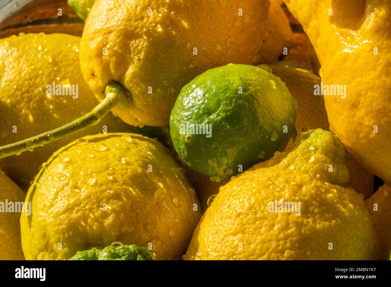 Various yellow and green type fresh ripe lemon fruits. Group of organic ...