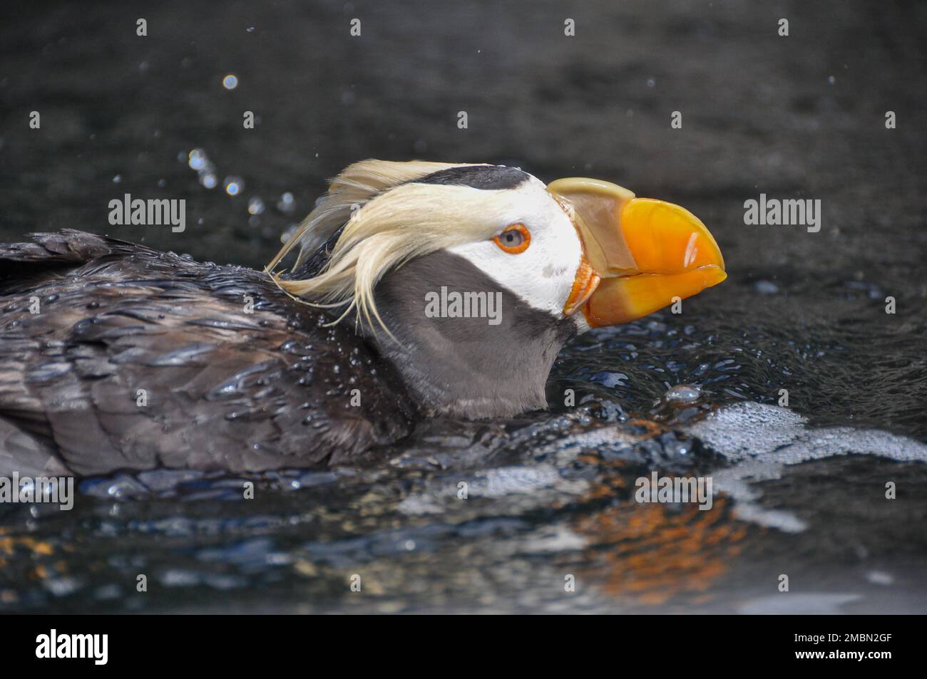 This is a close up photo of a puffin swimming in the water. It is a ...