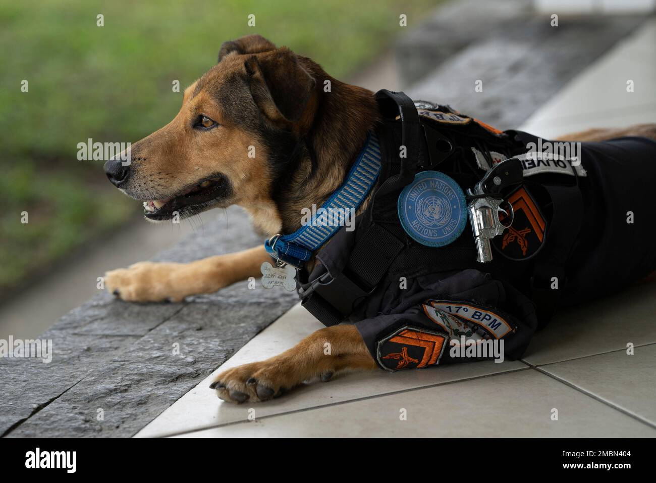 Police dog "Corporal Oliveira" wearing a uniform outfitted with a ...