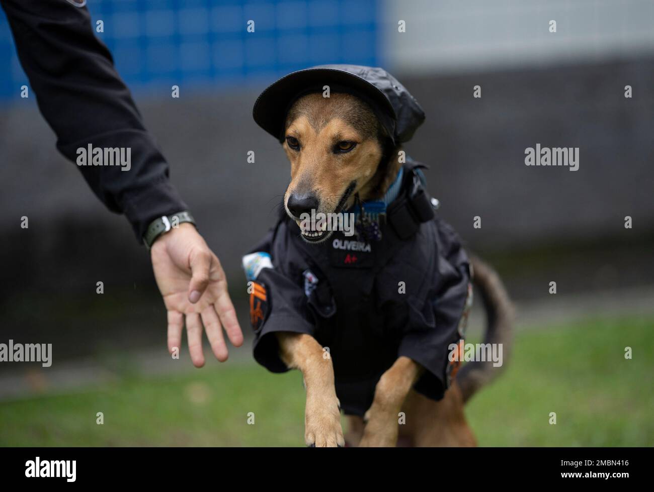 Police Cpl. Cristiano de Oliveira offers a hand to police dog "Corporal ...