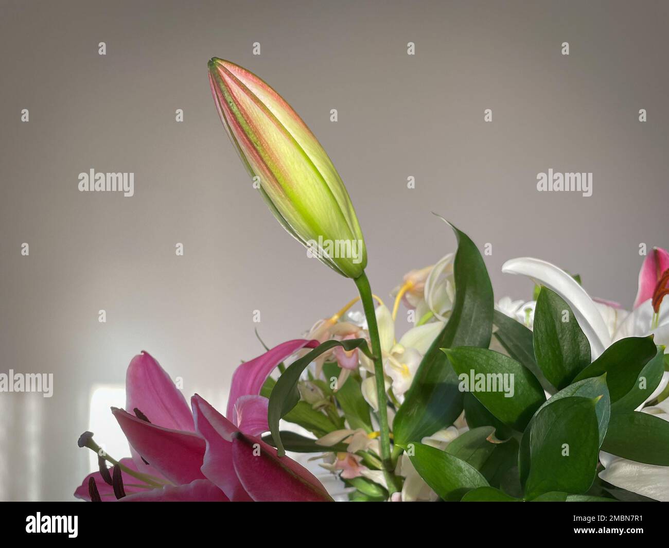 Open cut lilies hi-res stock photography and images - Alamy