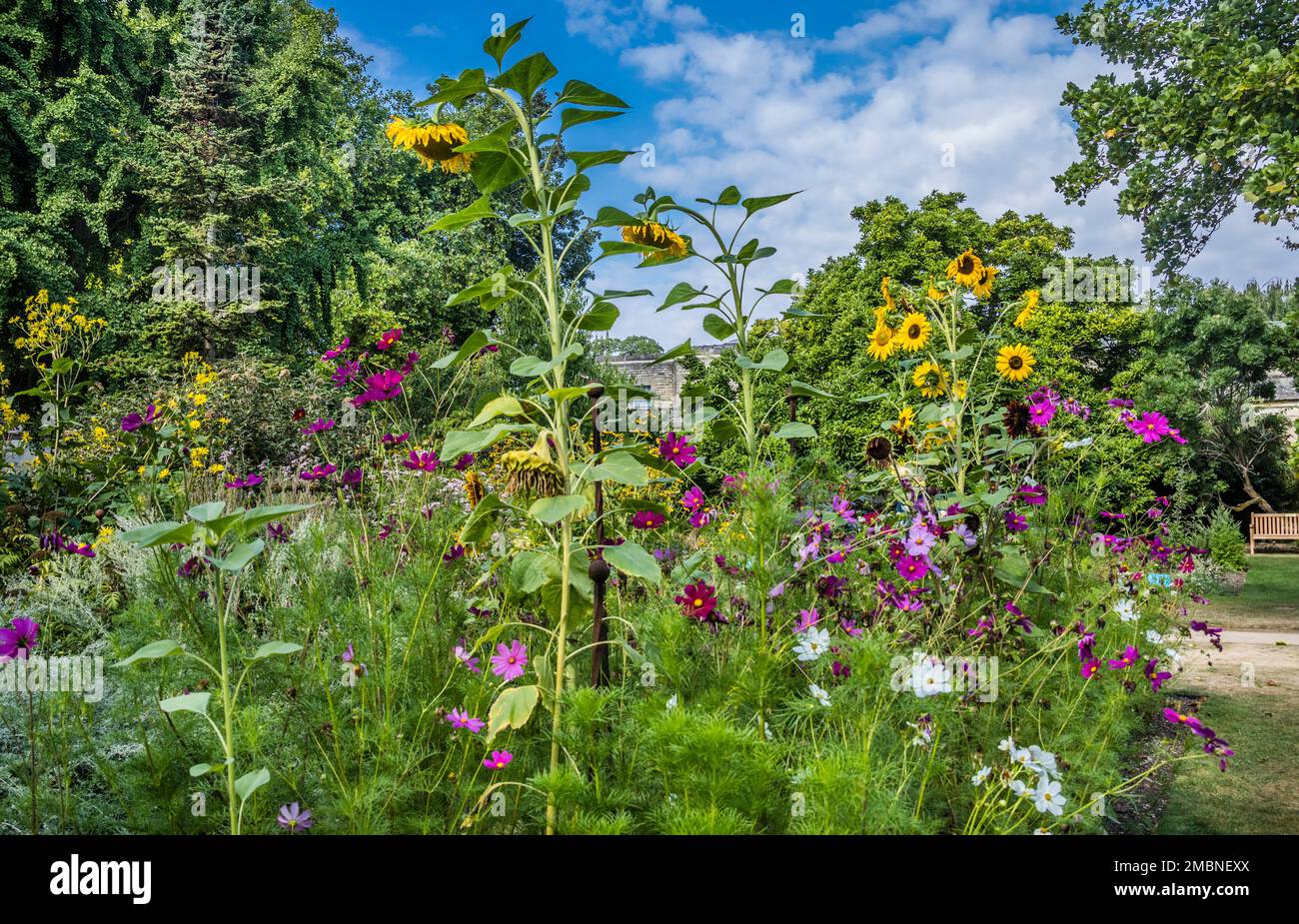 flowers of late summer at the University of Oxford Botanic Garden, the ...
